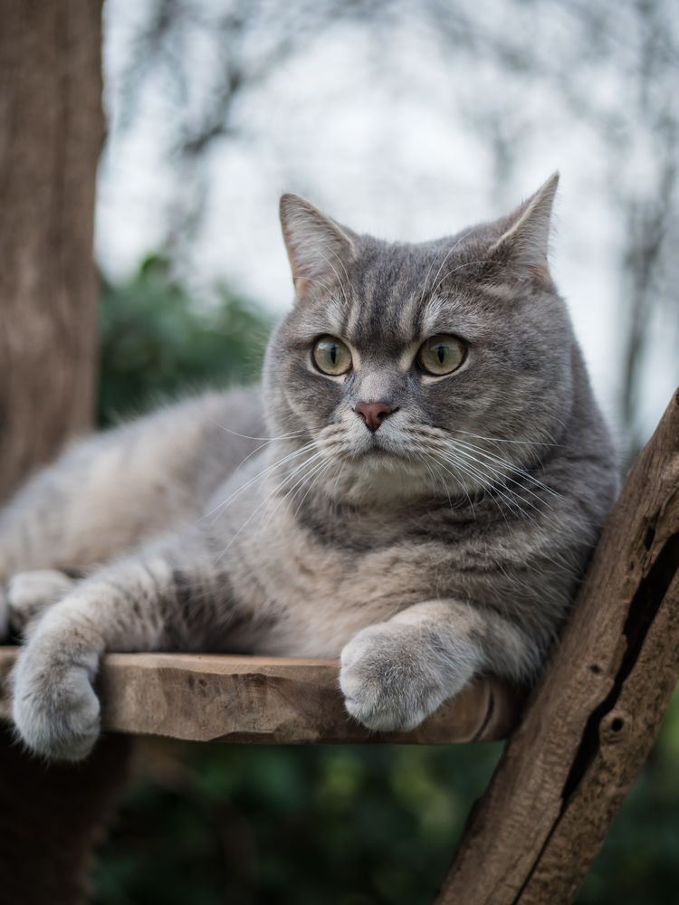 -- fokussiert -- Foto & Bild | tiere, haustiere, katzen Bilder auf fotocommunity