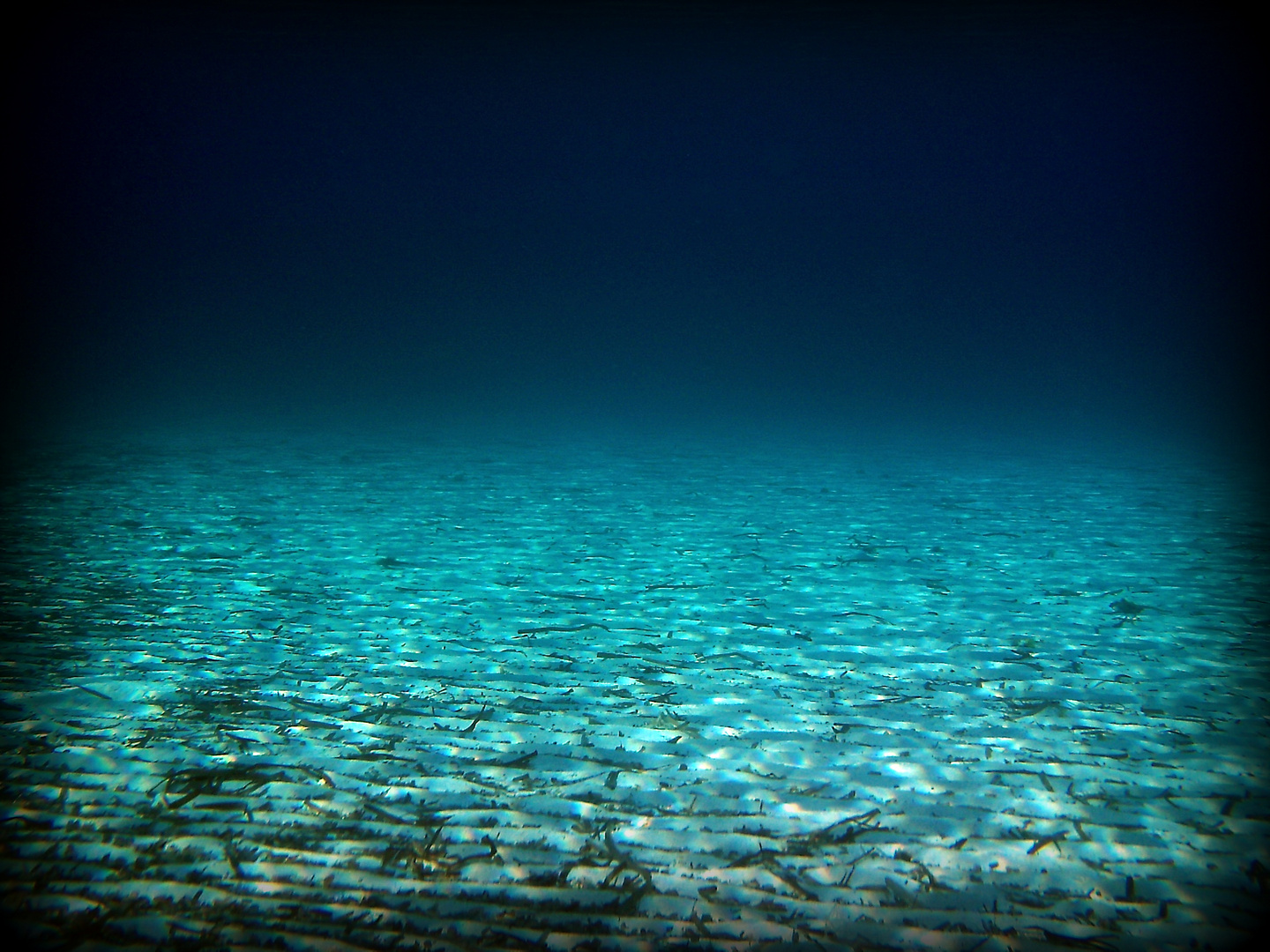 Fondale marino Foto % Immagini| paesaggi, mare, natura Foto su ...