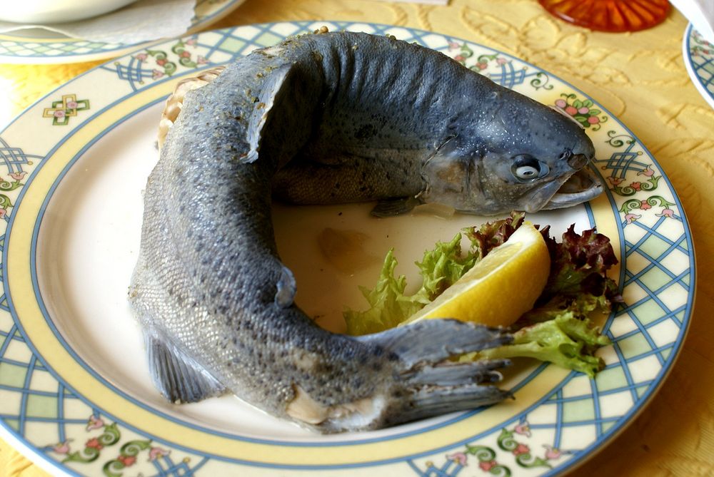 Forelle Foto & Bild | tiere, wildlife, fische Bilder auf fotocommunity