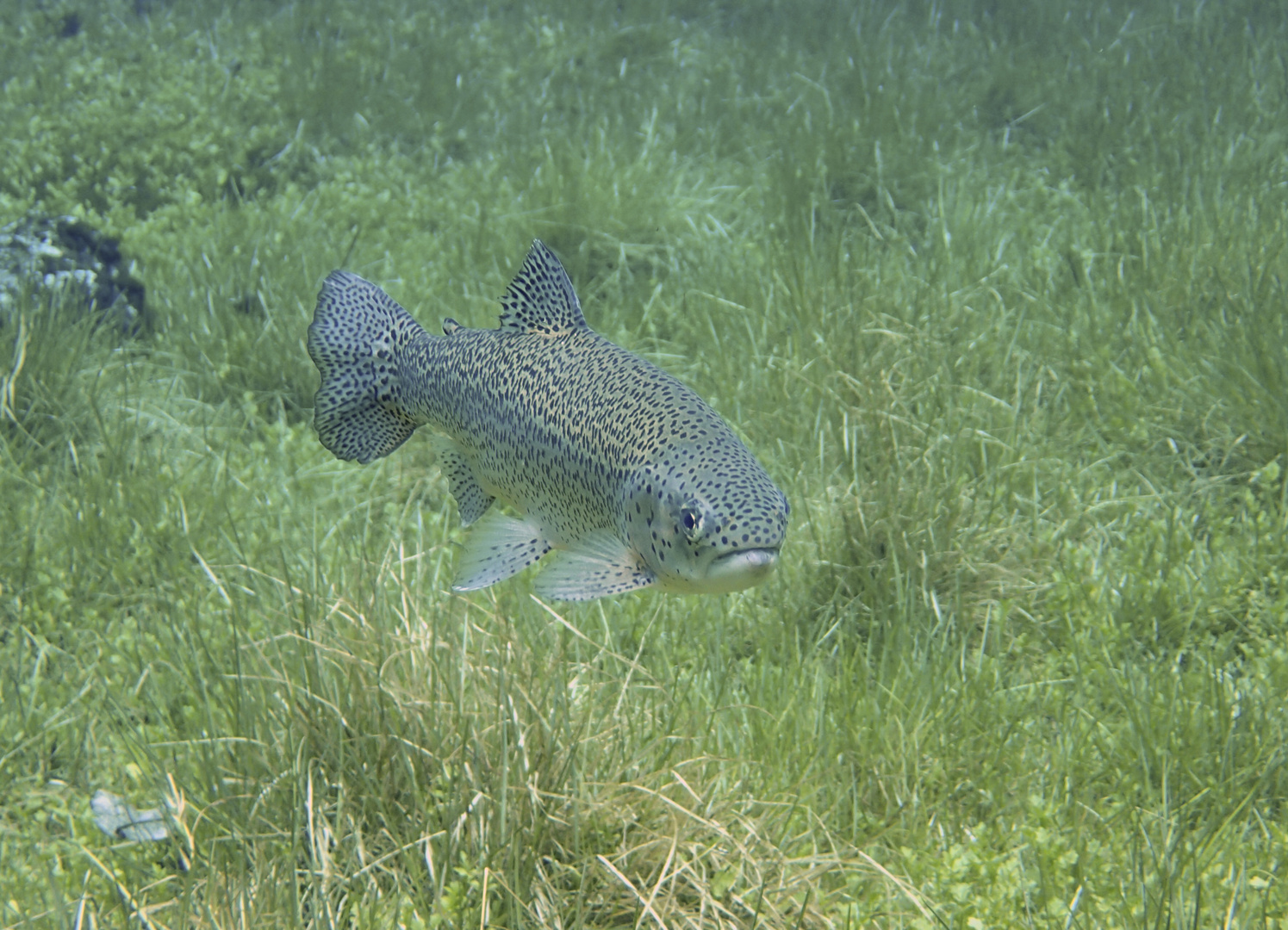 Forelle Foto & Bild | tiere, wildlife, fische Bilder auf fotocommunity