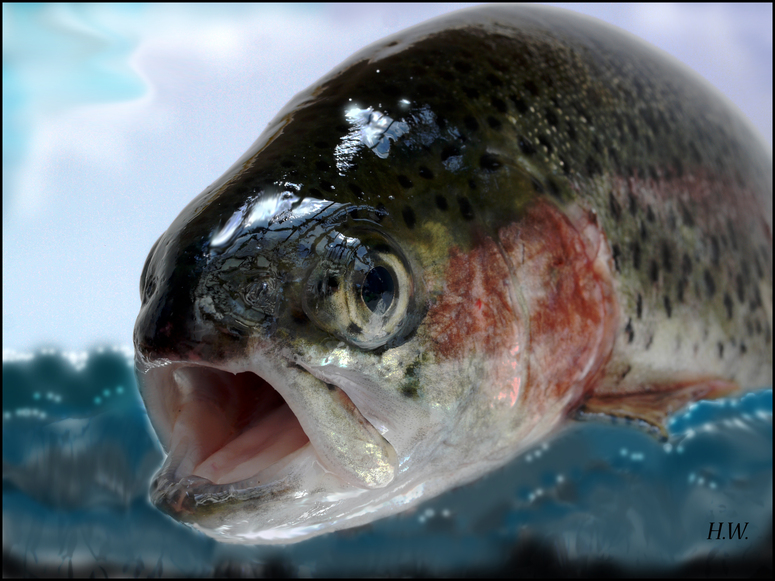 Forelle Foto & Bild | tiere, wildlife, fische Bilder auf fotocommunity