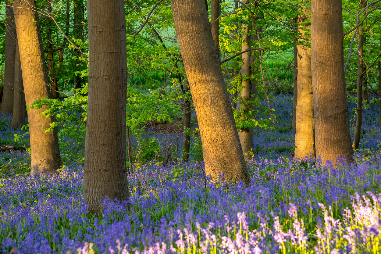 Forest Glow Foto & Bild | landschaft, wald, nature Bilder auf fotocommunity