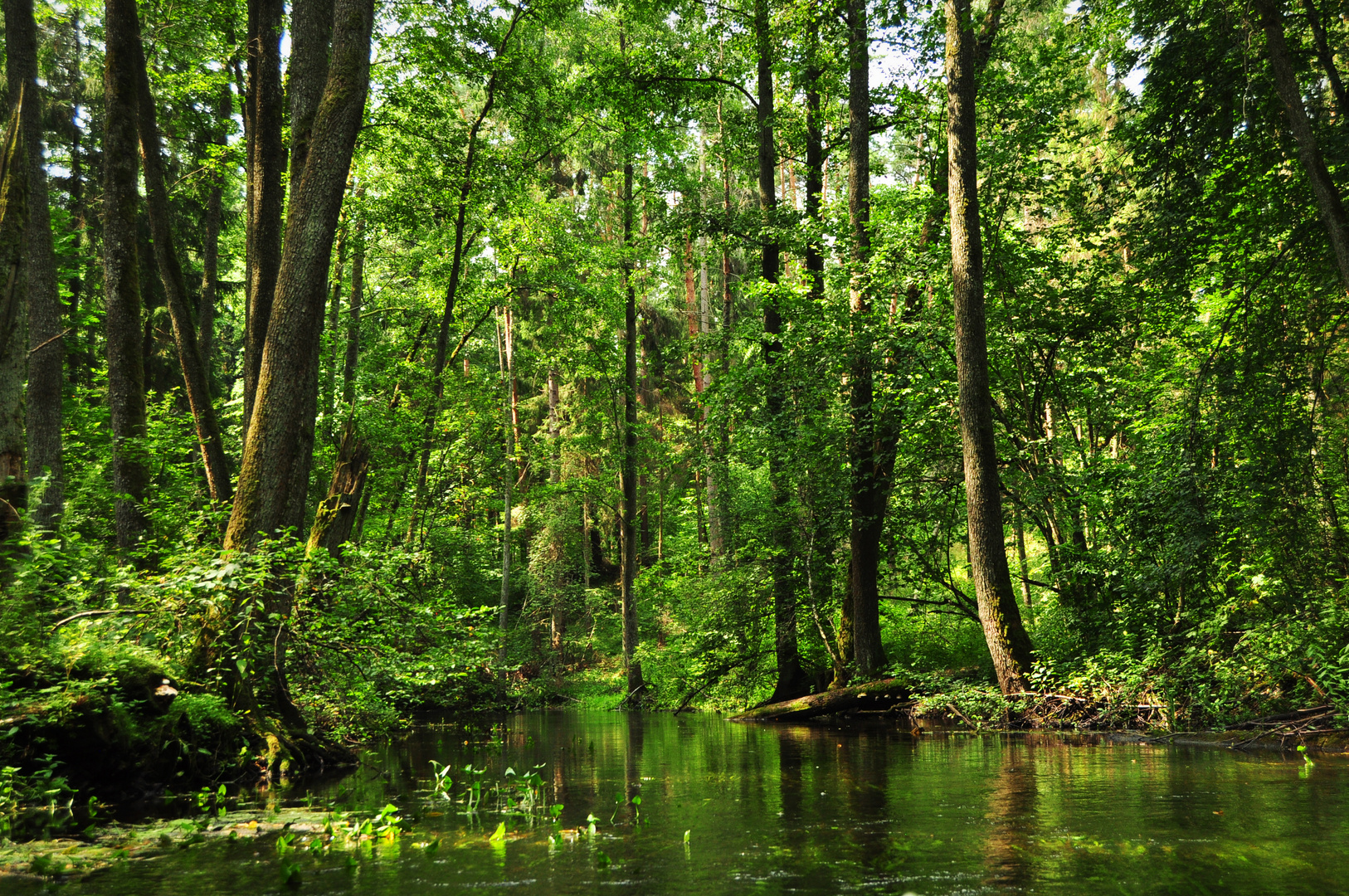 Forest Landscape With River Scenic Summer Landscape With River · Free