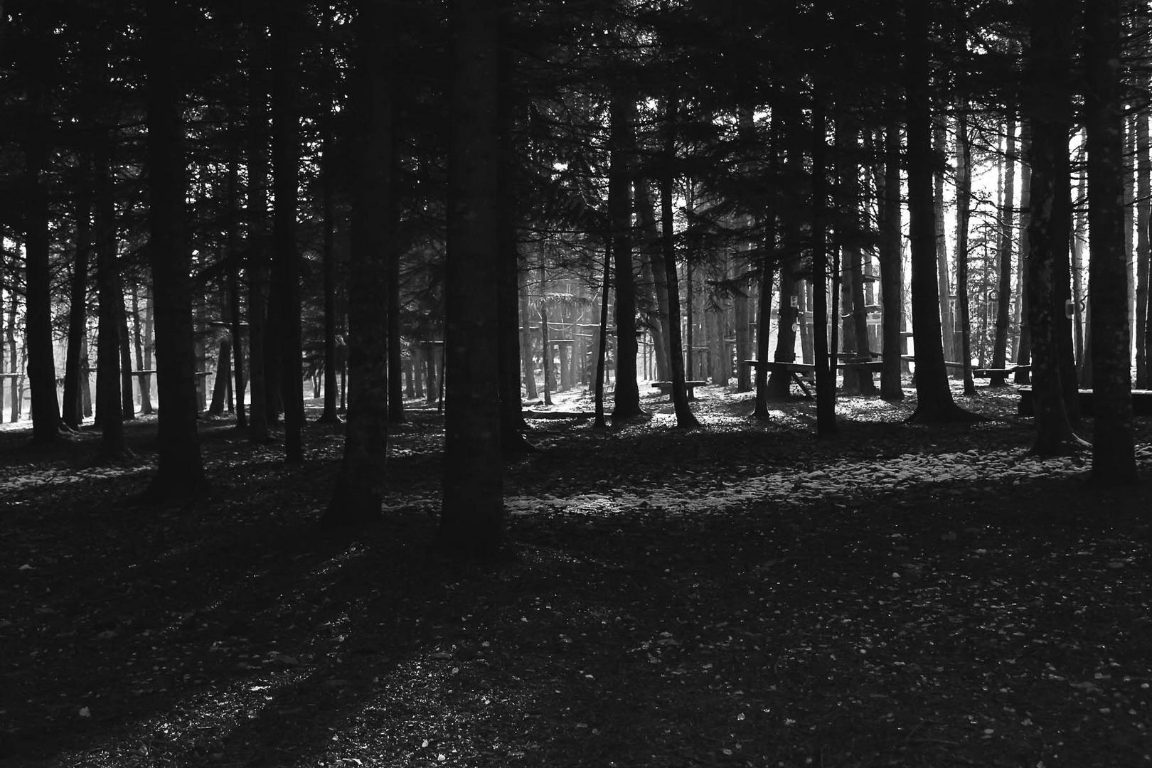 foret photo et image | paysages, nature Images fotocommunity