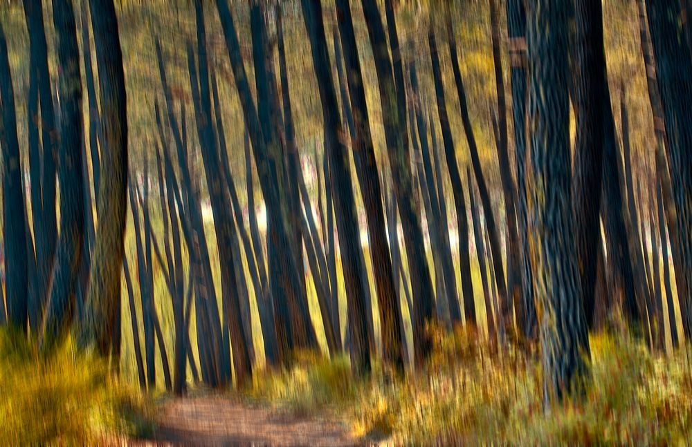 foret landaise photo et image | paysages, paysages de campagne, paysage ...