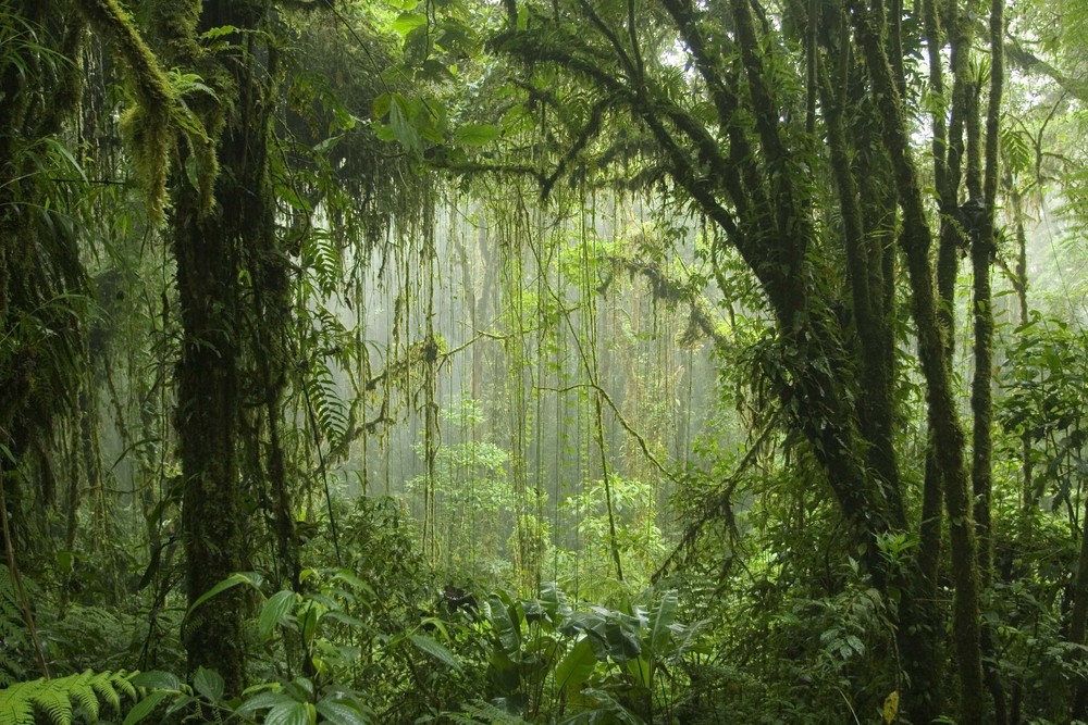 Foret primaire, Costa Rica photo et image | paysages, nature Images ...