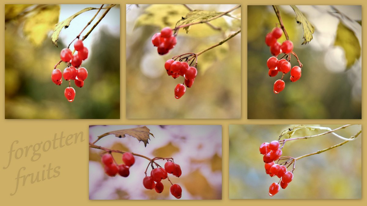 forgotten fruits °°° Foto & Bild | pflanzen, pilze & flechten ...