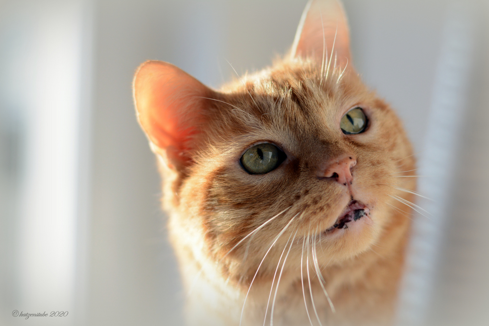 "FORL" Foto & Bild | natur, katze, kater Bilder auf fotocommunity