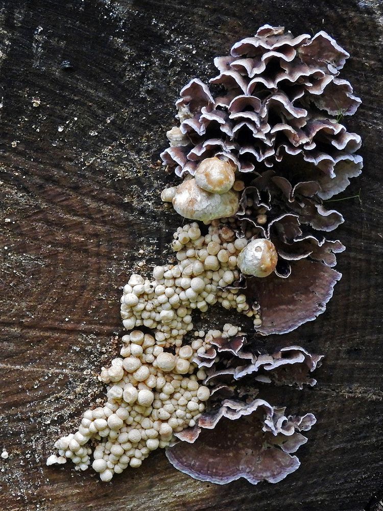 Formen der Natur Foto & Bild | pflanzen, pilze & flechten, pilze & flechten, Ästhetik der ...