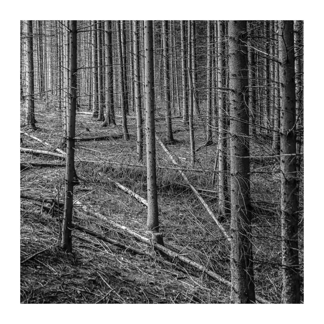 Forst Foto & Bild | art, world, forst Bilder auf fotocommunity