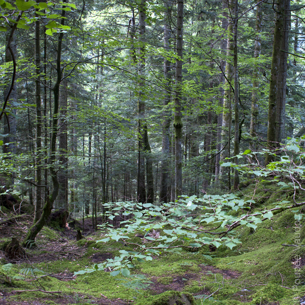 Forêt Bleue photo et image | arbres, nature Images fotocommunity