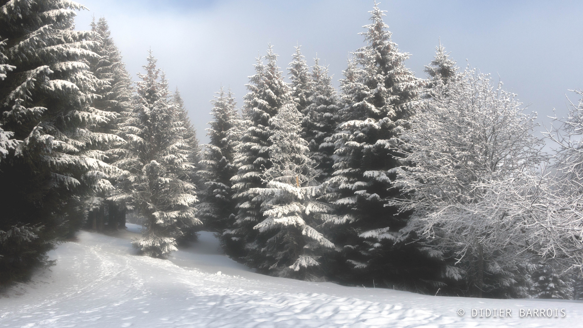 Forêt de sapin photo et image | nature, montagne, paysages Images ...