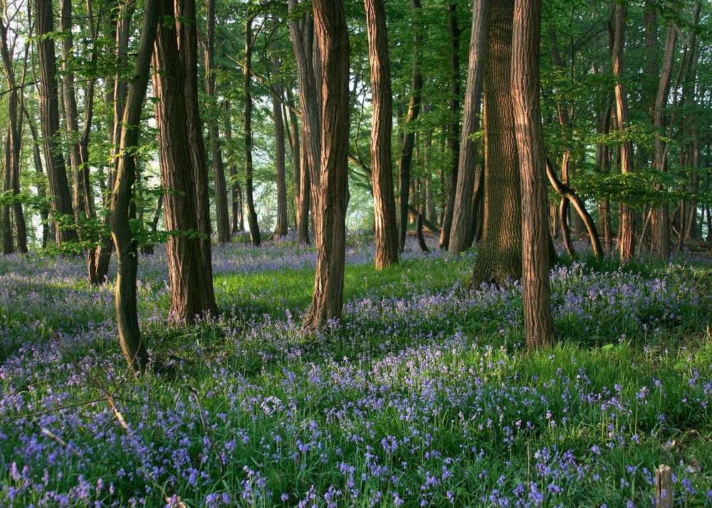 forêt fleurie! photo et image | arbres, nature, outdoor Images ...
