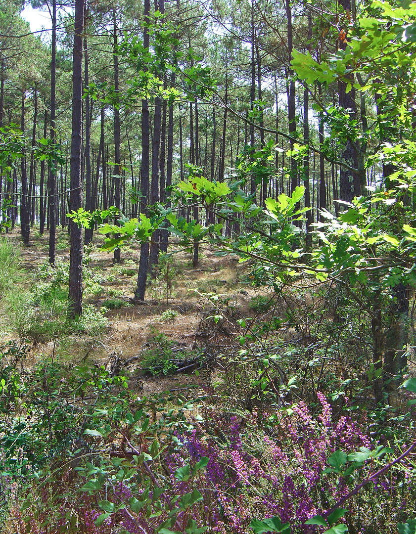 Forêt landaise -- Typischer Wald in den « Landes » photo et image ...