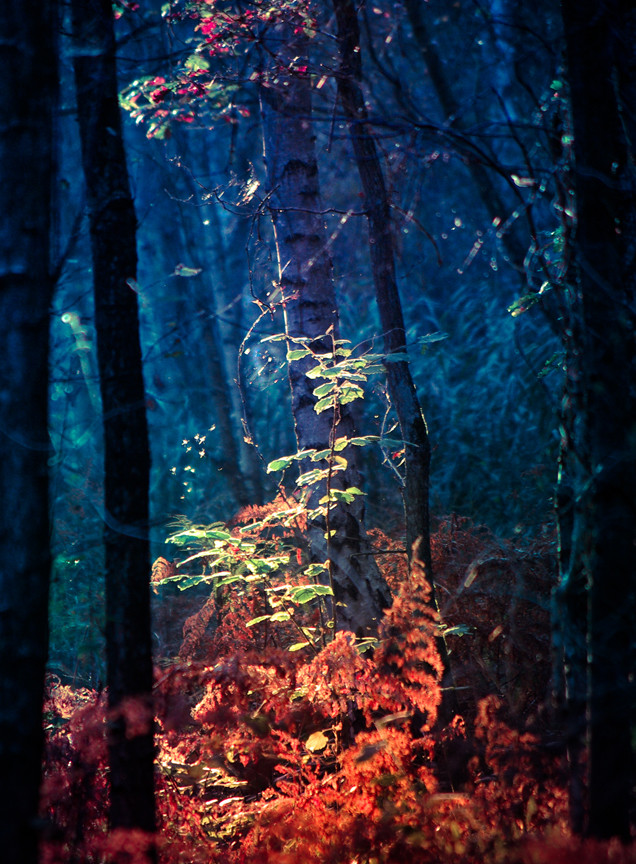 forêt magique photo et image | les saisons, automne, nature Images ...