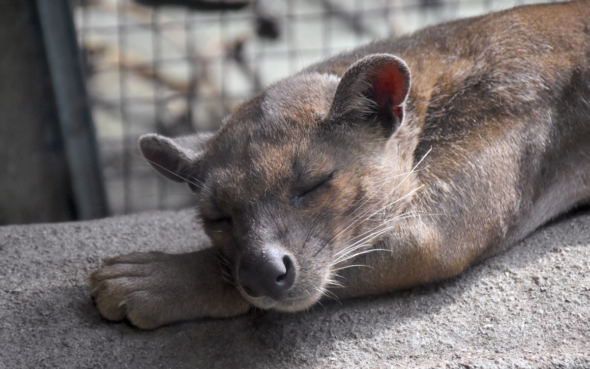 Fossa (Cryptoprocta ferox) Foto & Bild | Bilder auf fotocommunity