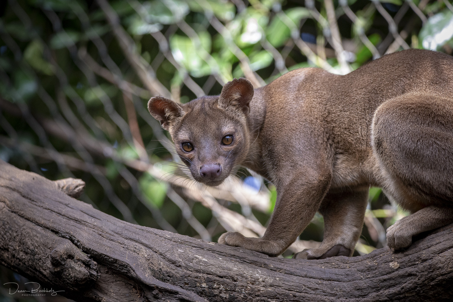 Fossa Foto & Bild | tiere, zoo, wildpark & falknerei, säugetiere Bilder ...
