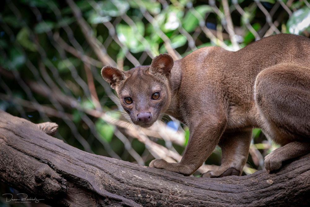 Fossa Foto & Bild | tiere, zoo, wildpark & falknerei, säugetiere Bilder ...