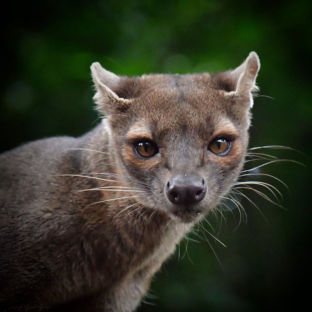 Fossa eyes Foto & Bild | tiere, zoo, wildpark & falknerei, säugetiere ...