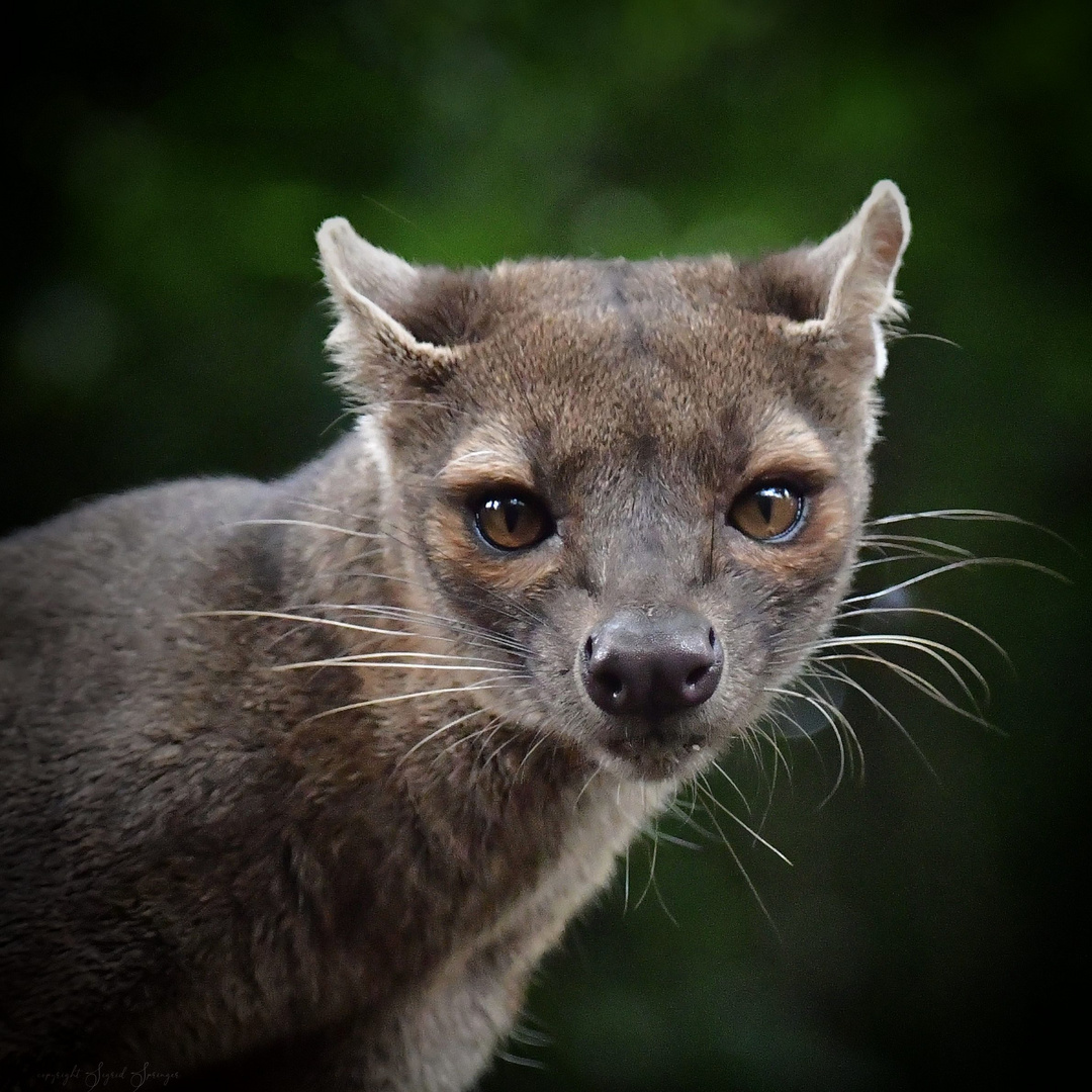 Fossa eyes Foto & Bild | tiere, zoo, wildpark & falknerei, säugetiere ...