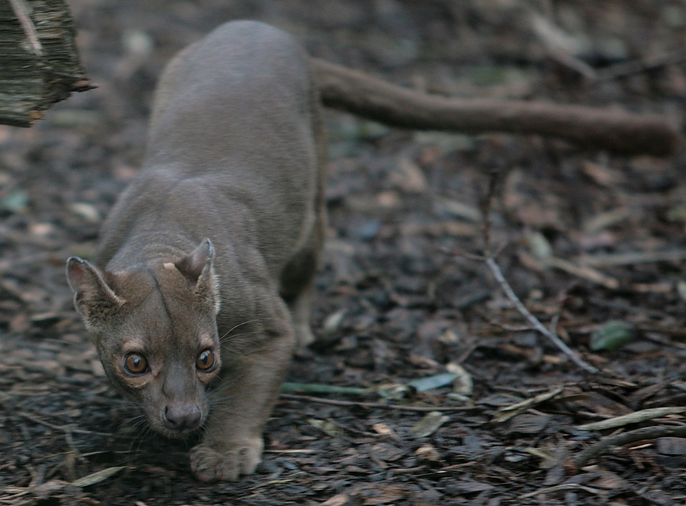 fossa-typisch Foto & Bild | säugetiere Bilder auf fotocommunity