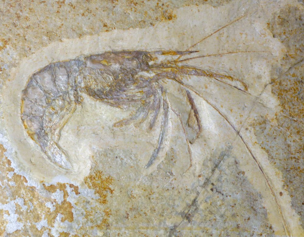 Fossile Garnele aus der Jurazeit - Aeger elegans Foto & Bild | natur ...
