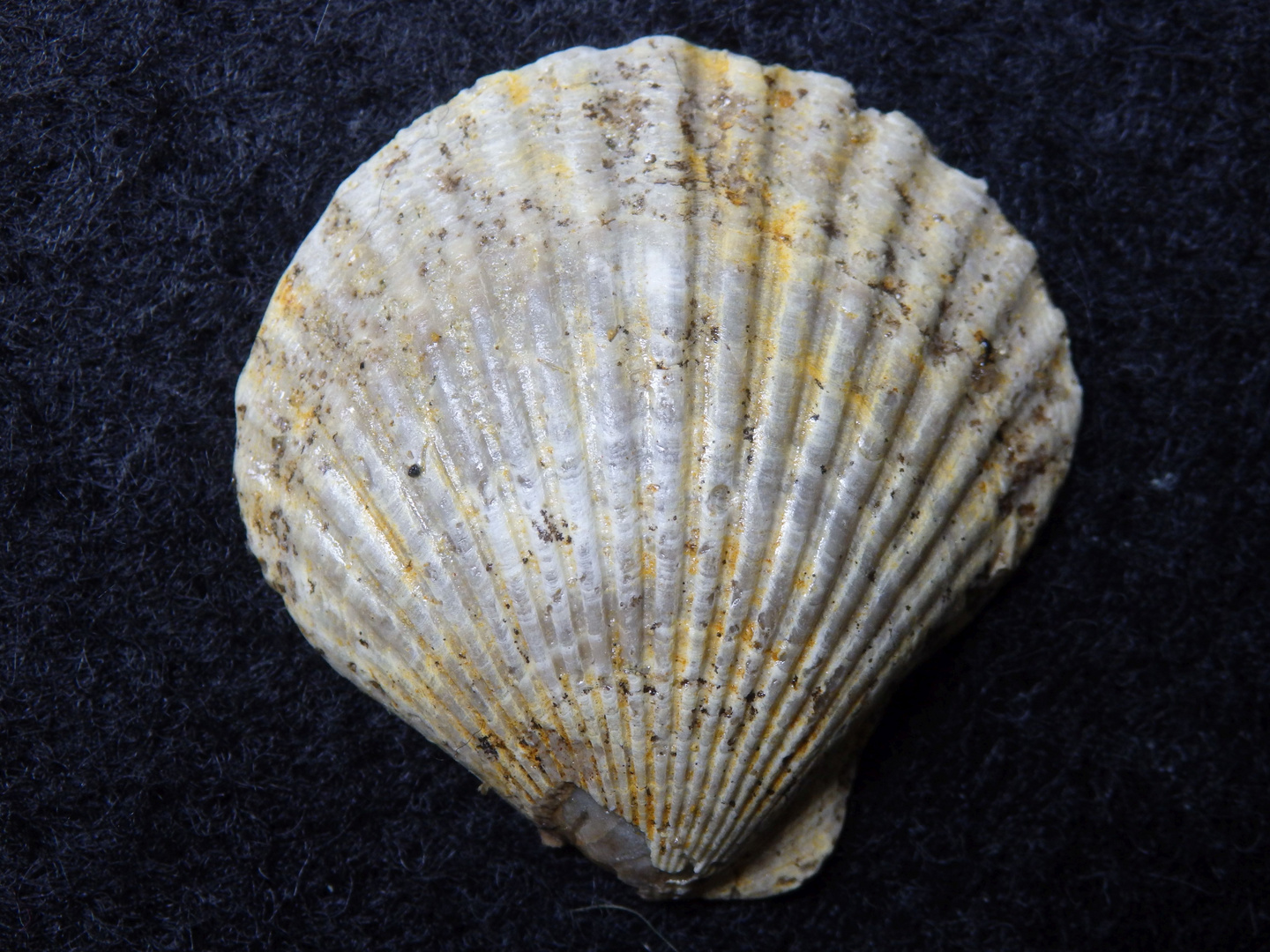 Fossile Kammmuschel aus dem Miozän - Chlamys sp. Foto & Bild ...