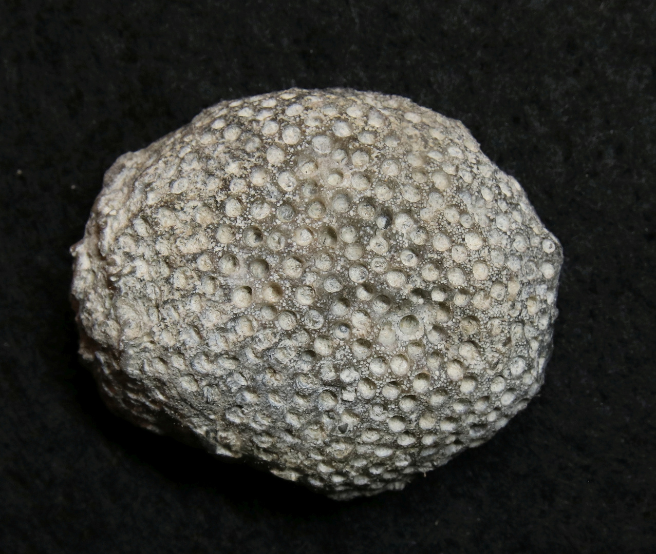 Fossile Koralle aus dem Silur - Heliolites Foto & Bild | sonstiges ...