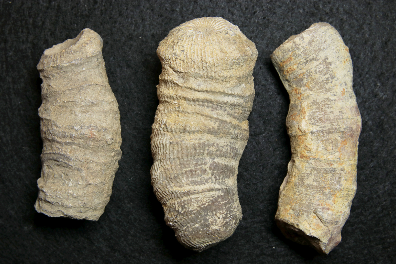 Fossile Korallen aus dem Devon - Acanthophyllum vermiculare Foto & Bild ...