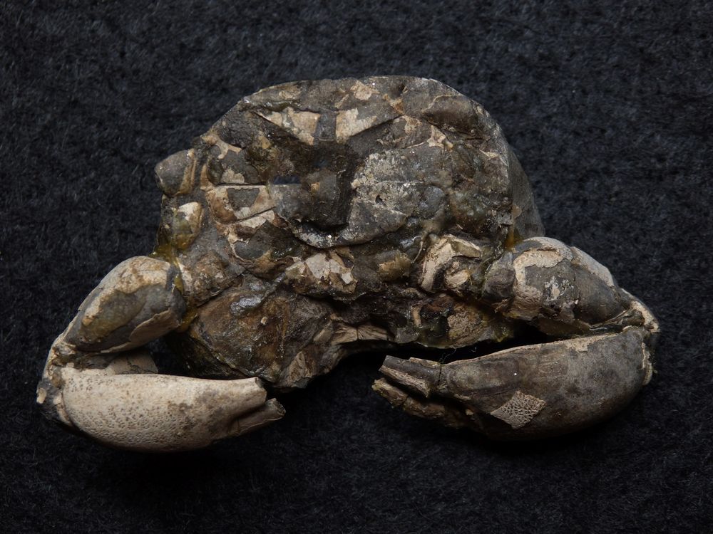 Fossile Krabbe aus dem Miozän - Geryon sp. Foto & Bild | sonstiges ...