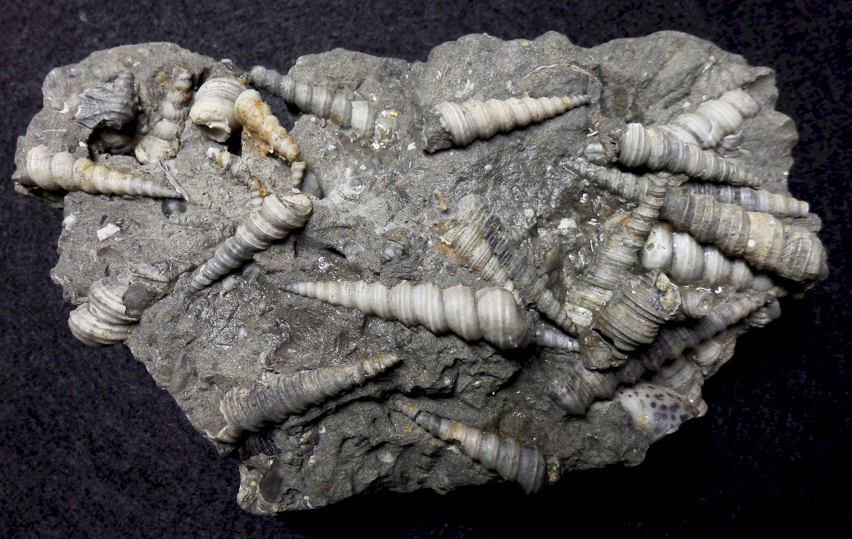 Fossile Meeresschnecken aus dem Tertiär Österreichs Foto & Bild | sonstiges, fossilien ...