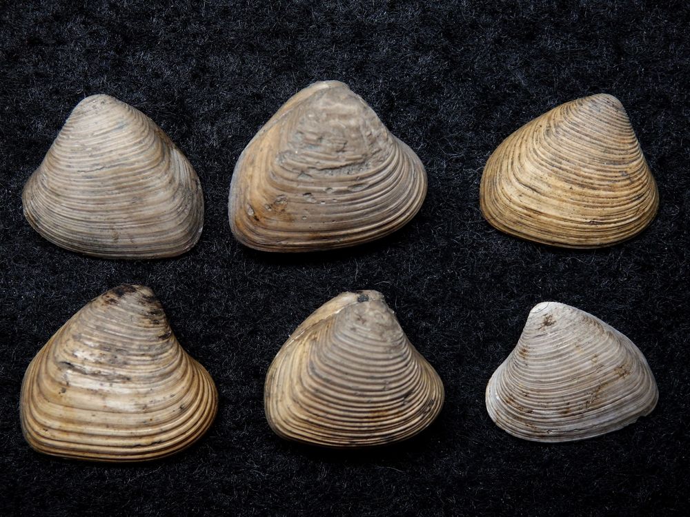Fossile Muscheln aus der Tertiärzeit - Nucula georgiana Foto & Bild ...