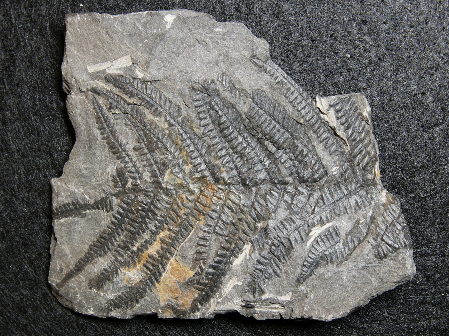 Fossile Pflanzen aus dem Oberkarbon von Bessèges/Frankreich Foto & Bild ...