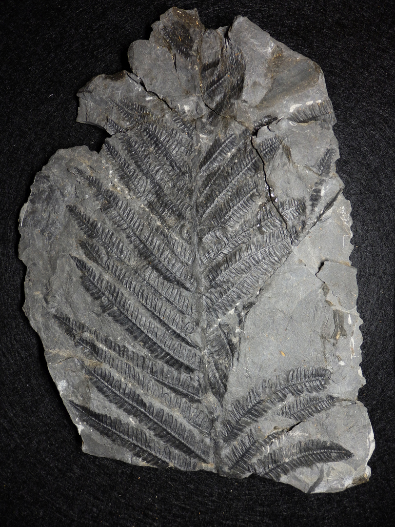 Fossile Pflanzen aus dem Oberkarbon von Bessèges/Frankreich Foto & Bild ...