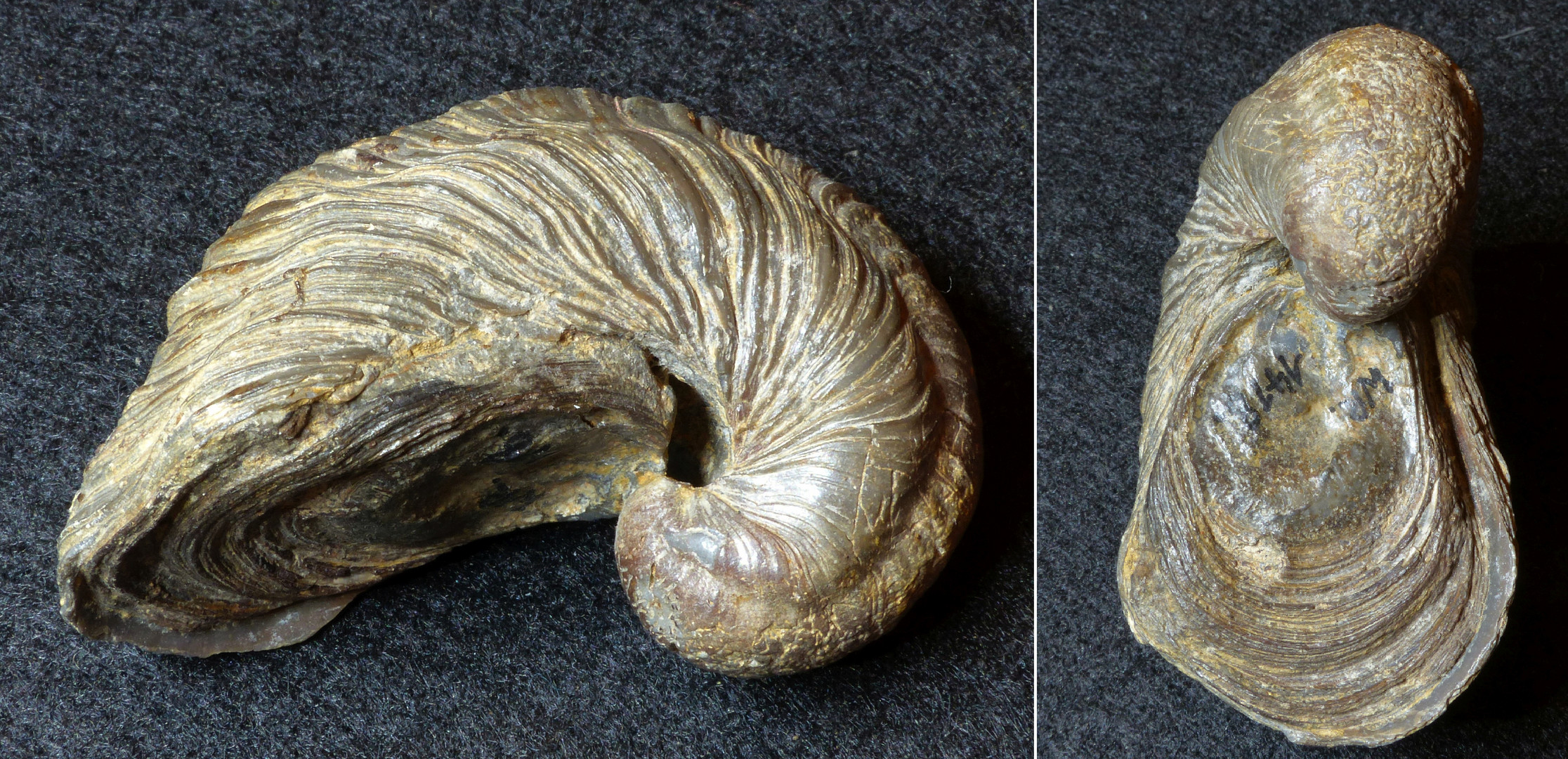 Fossile Schaumauster aus der Jurazeit - Gryphaea arcuata Foto & Bild ...