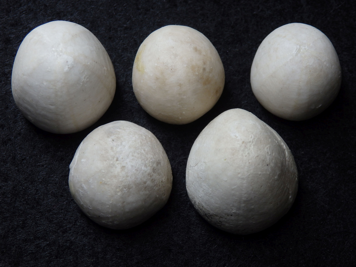 Fossile Seeigel aus der Kreidezeit - Conulus subrotundus Foto & Bild ...