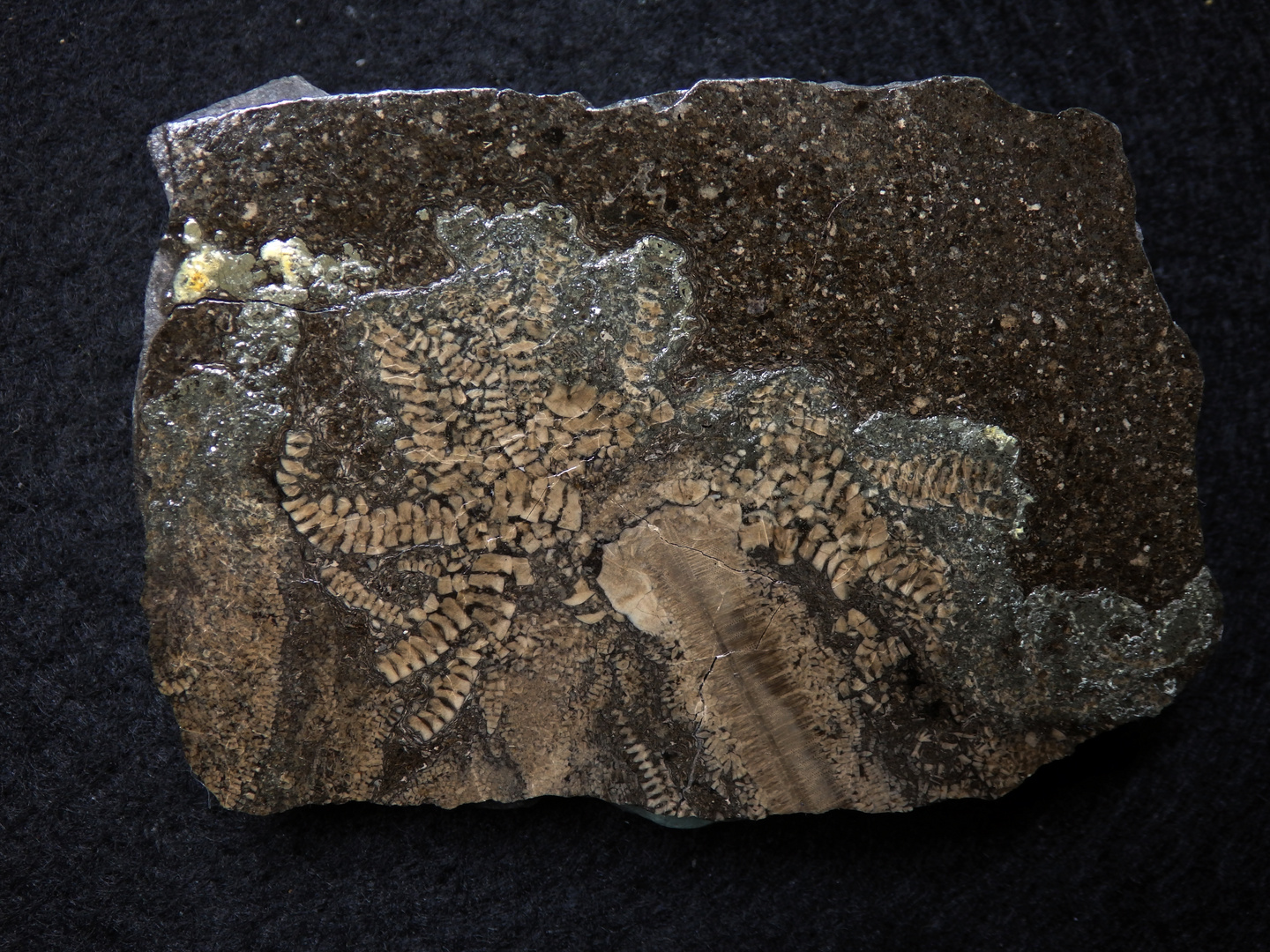 Fossile Seelilie aus der Jurazeit - Pentacrinites fossilis Foto & Bild ...