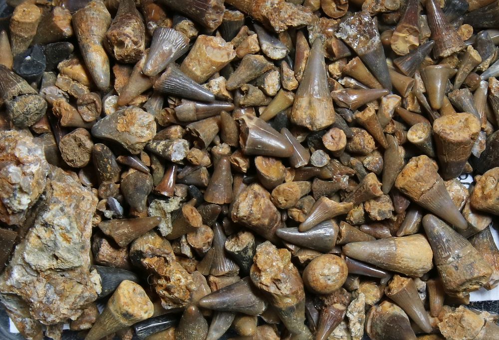 Fossile Zähne aus der Triaszeit - Saurichthys sp./Birgeria sp. Foto ...