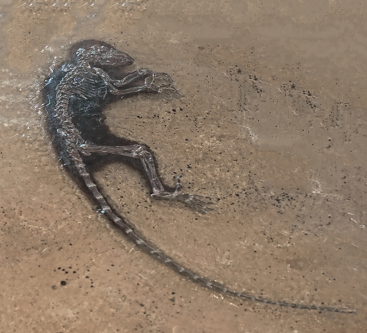 Fossiler Primat - Darwinius masillae Foto & Bild | natur, tiere ...