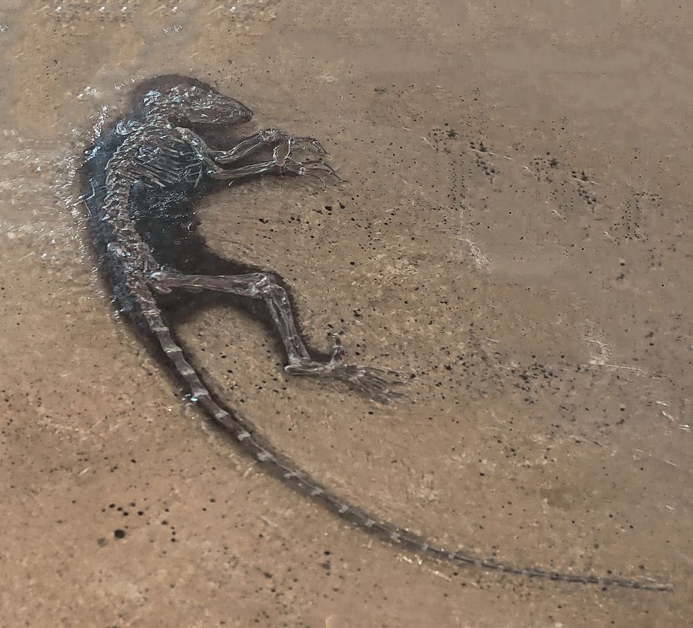 Fossiler Primat - Darwinius masillae Foto & Bild | natur, tiere ...