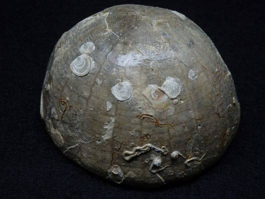 Fossilien & Präparate Bilder & Fotos