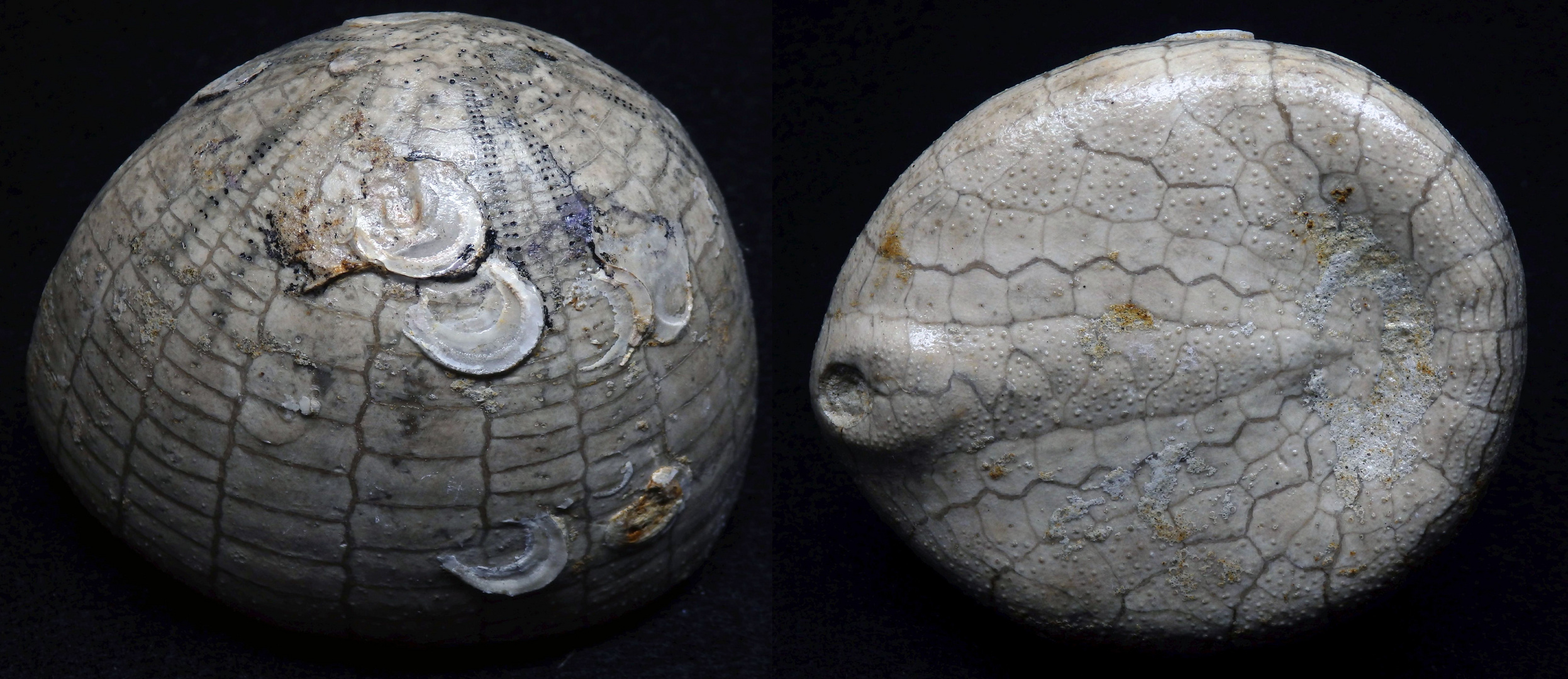 Fossiler Seeigel aus der Kreidezeit - Echinocorys vulgaris Foto & Bild ...