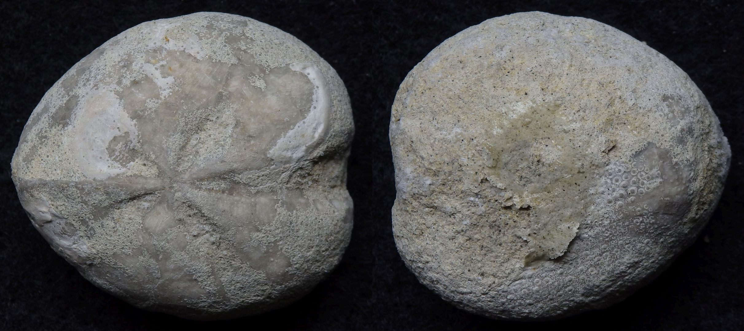 Fossiler Seeigel aus der Kreidezeit - Plesiaster minor Foto & Bild ...