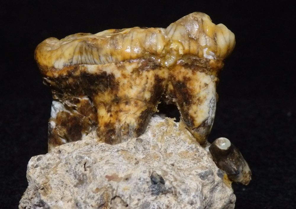 Fossiler Zahn des Höhlenbären (Ursus spelaeus) aus dem Pleistozän Foto ...