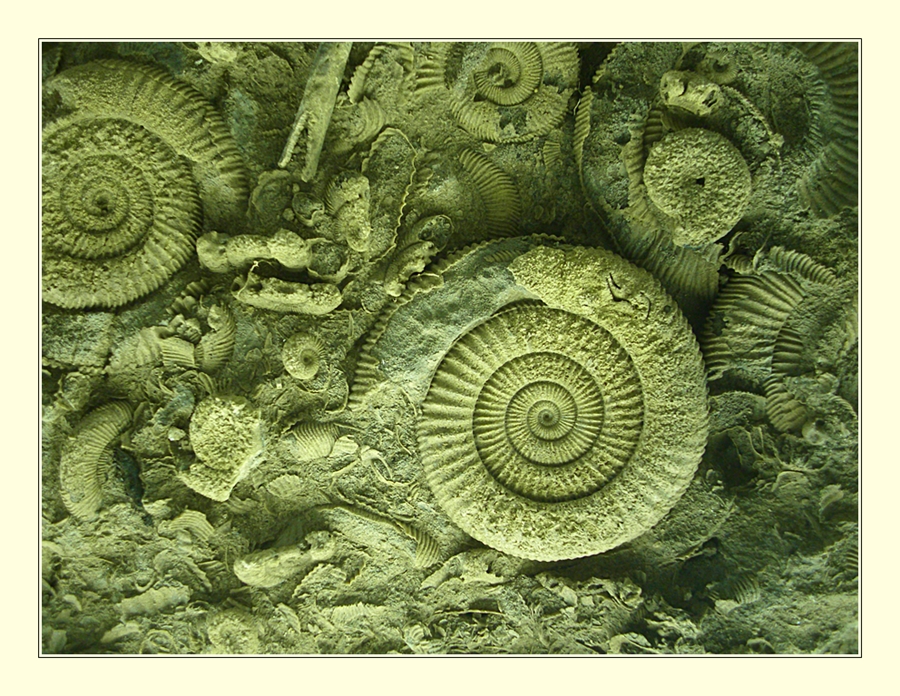 Fossilien Foto & Bild | sonstiges, fossilien & präparate, natur Bilder ...