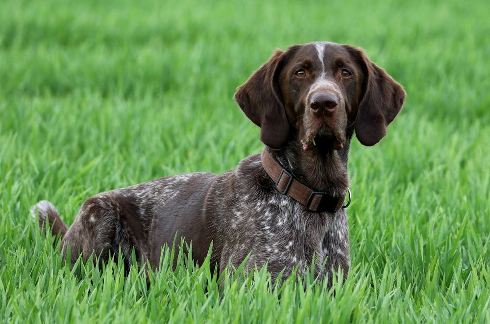 Foster Foto & Bild | tiere, haustiere, hunde Bilder auf fotocommunity