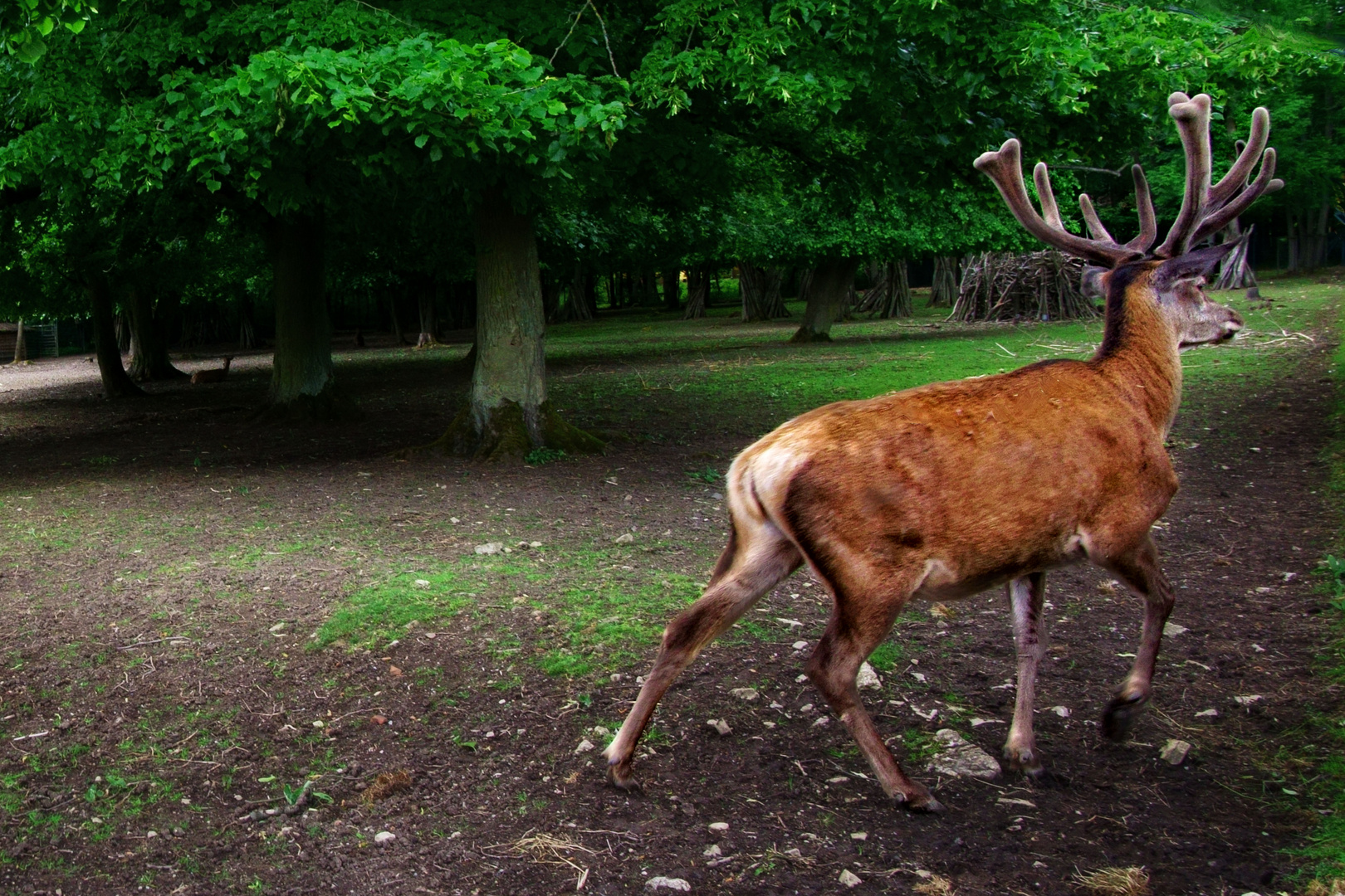 Foto vom Ausflug zum Possen bei Sondershausen Foto & Bild | tiere, zoo ...