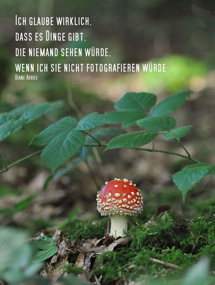 Fotografie 35 Foto & Bild | pilz, fotografie, foto Bilder auf fotocommunity