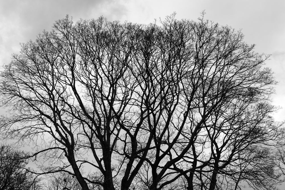 Fotografik Foto & Bild | div, bw, monochrome Bilder auf fotocommunity