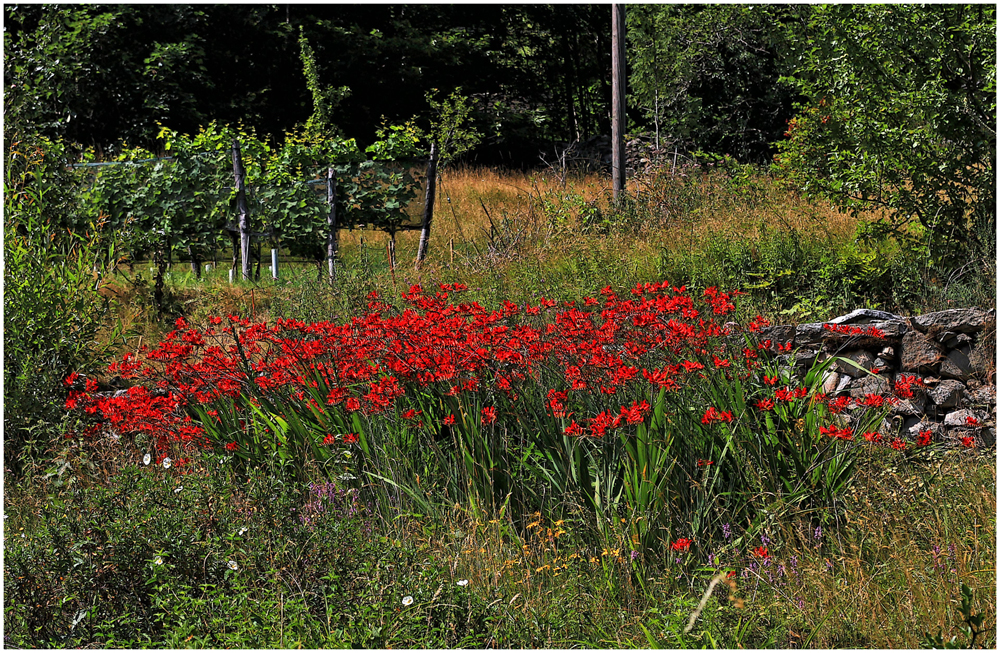 Fotos von Vosa 12 Foto & Bild | pflanzen, pilze & flechten, blüten ...